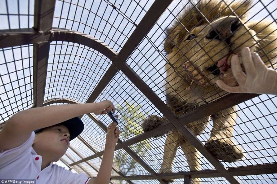 Zoológico no Chile permite que visitantes entrem em habitat natural de ...