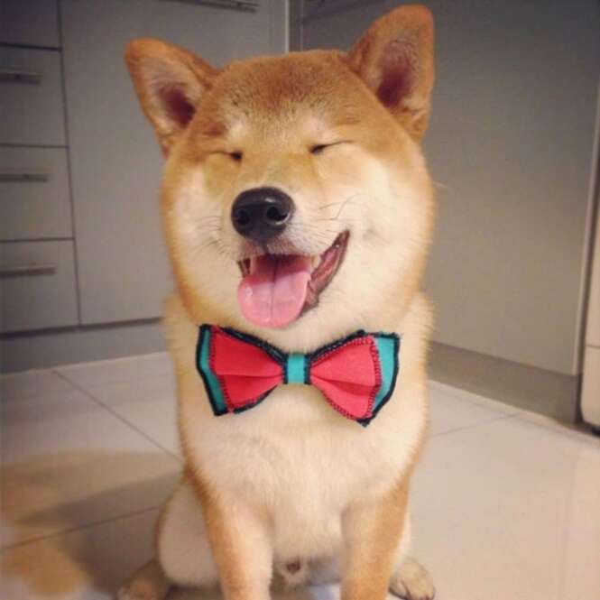 24 cães mais felizes do planeta